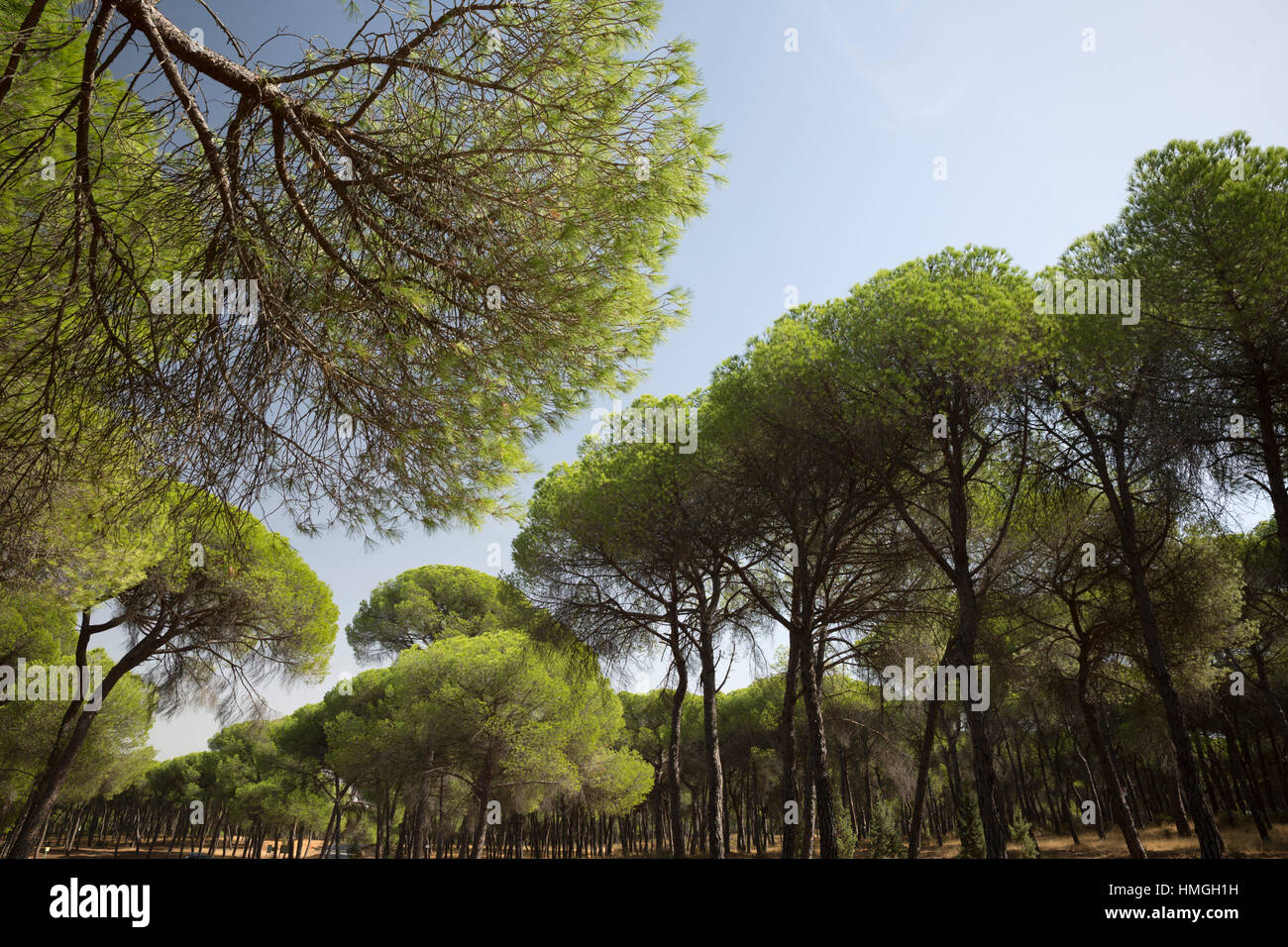Pine trees, Andalucia, Spain, Europe Stock Photo - Alamy