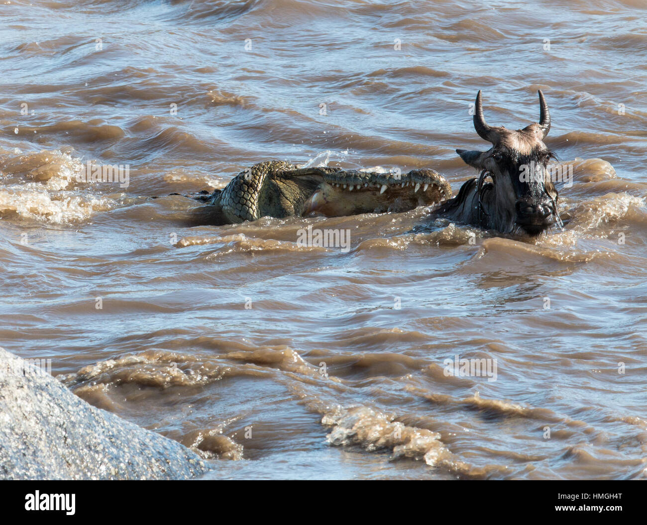 Crocodile 2 kill hi-res stock photography and images - Alamy