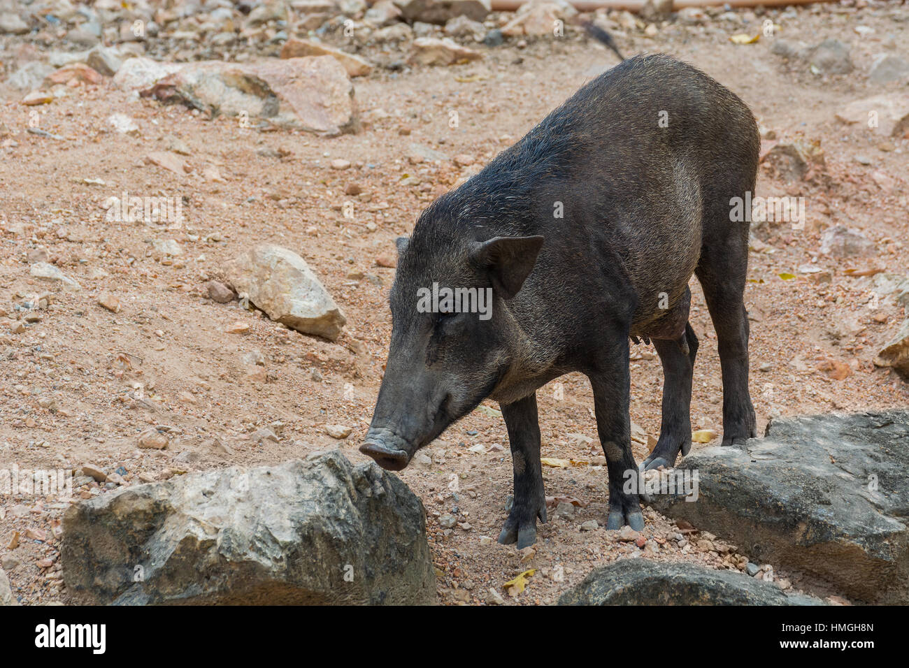 Wild boar in their natural habitat Stock Photo - Alamy