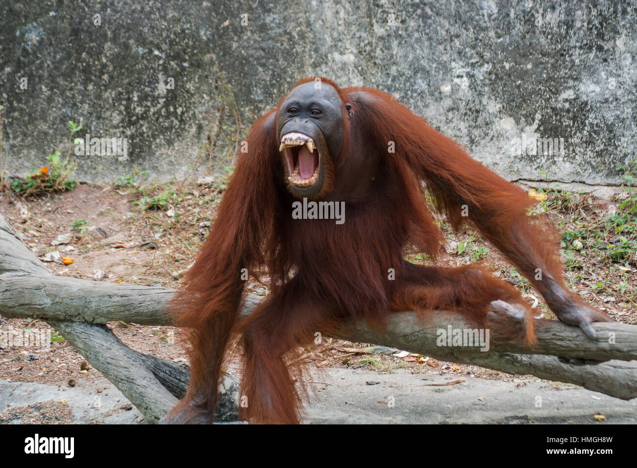 Orangutan or Pongo pygmaeus Stock Photo - Alamy