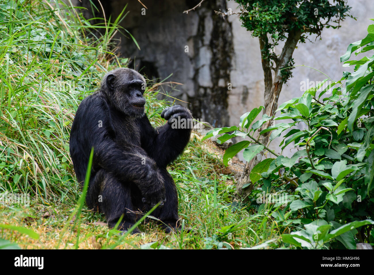 Gorilla sitting in the forest, natural habitat Stock Photo - Alamy