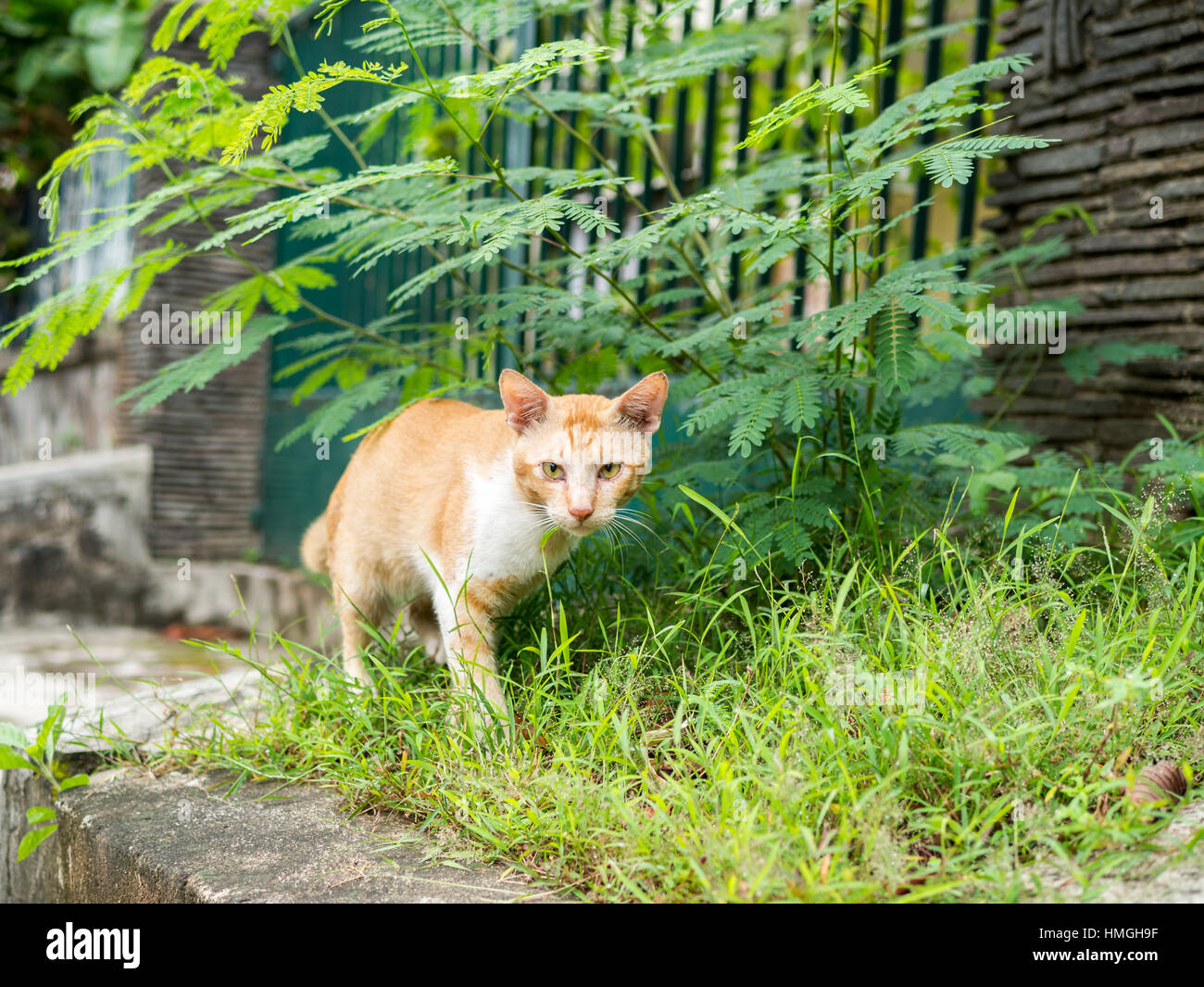 The Stare of A Wild Cat Stock Photo - Alamy
