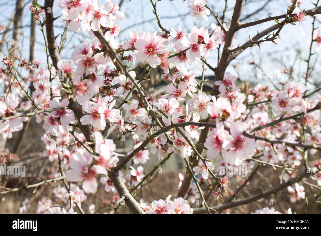 Branches of almond tree with white flowers Stock Photo - Alamy