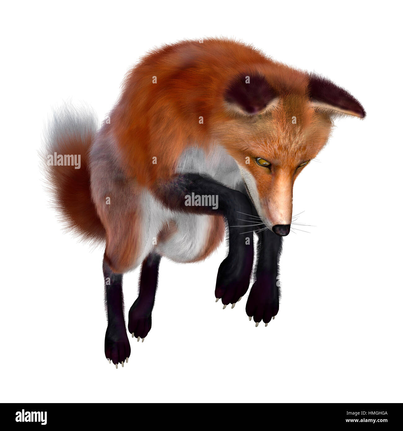 3D rendering of a red fox isolated on white background Stock Photo - Alamy
