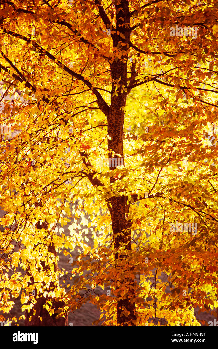 golden fall colors of aspen tree by bright sunny evening Stock Photo ...