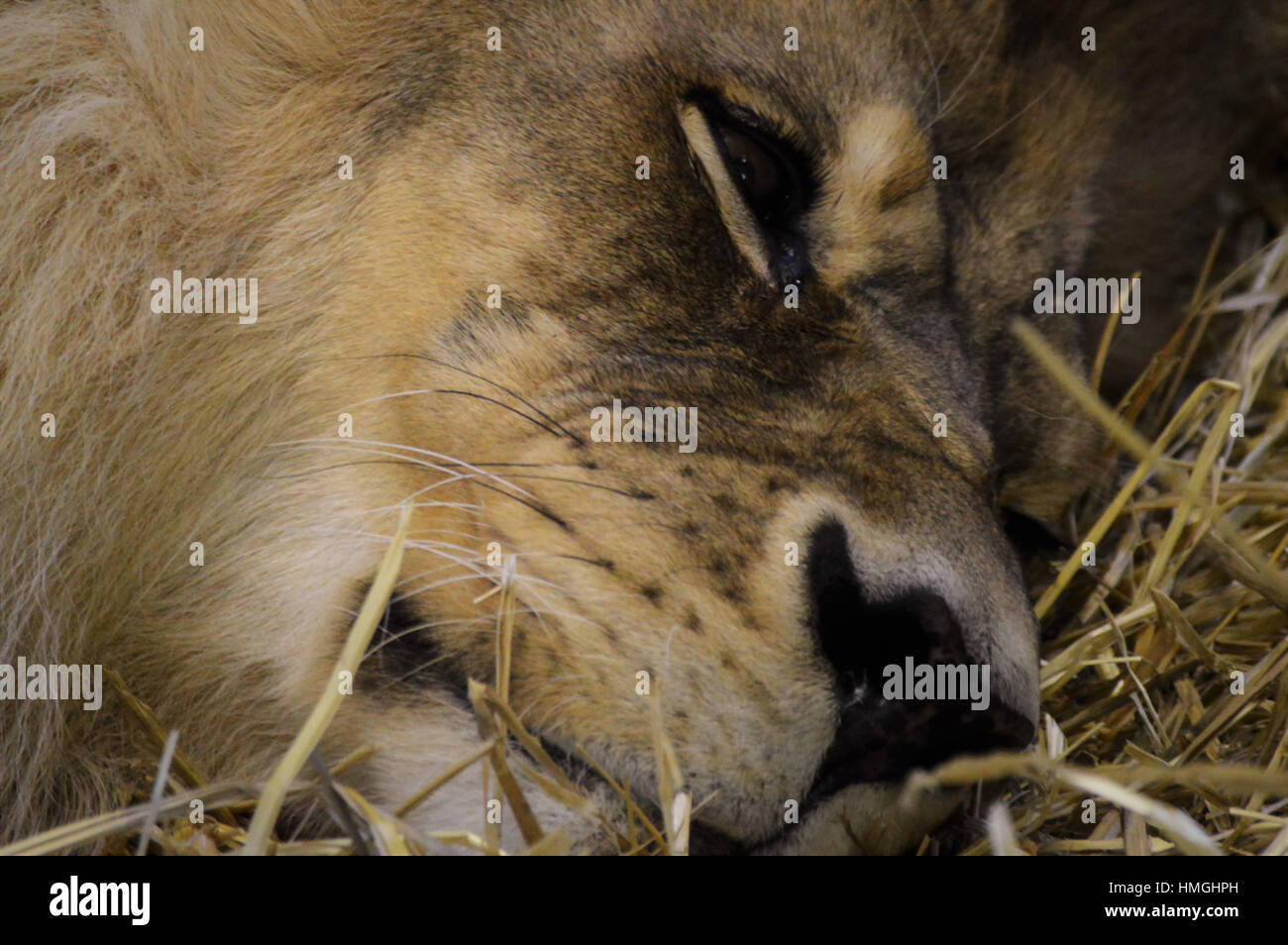 Male lion sleeping in the hay Stock Photo - Alamy