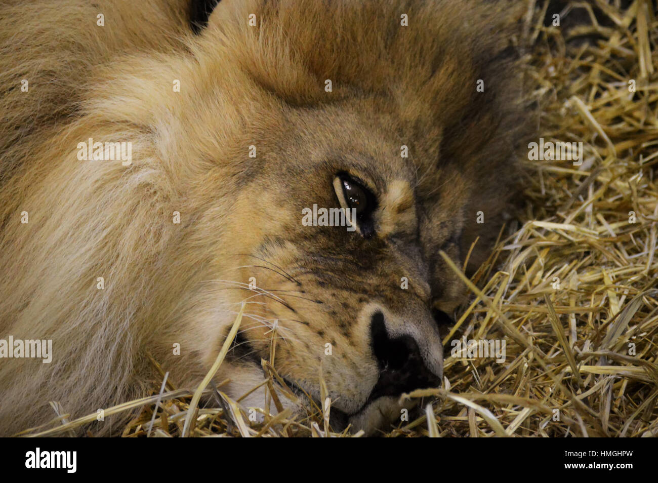 Male lion sleeping in the hay Stock Photo - Alamy