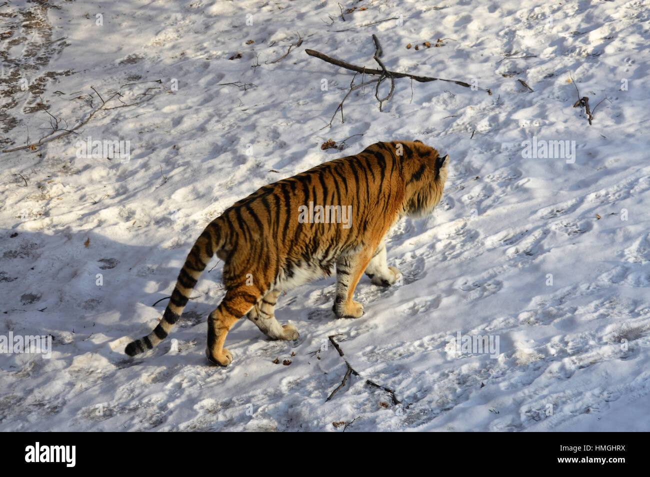 Tiger out in the snow Stock Photo - Alamy