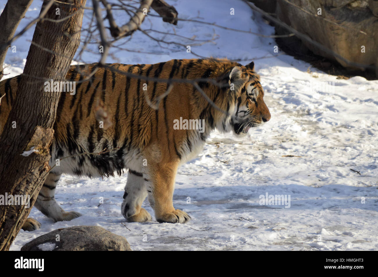 Tiger out in the snow Stock Photo - Alamy