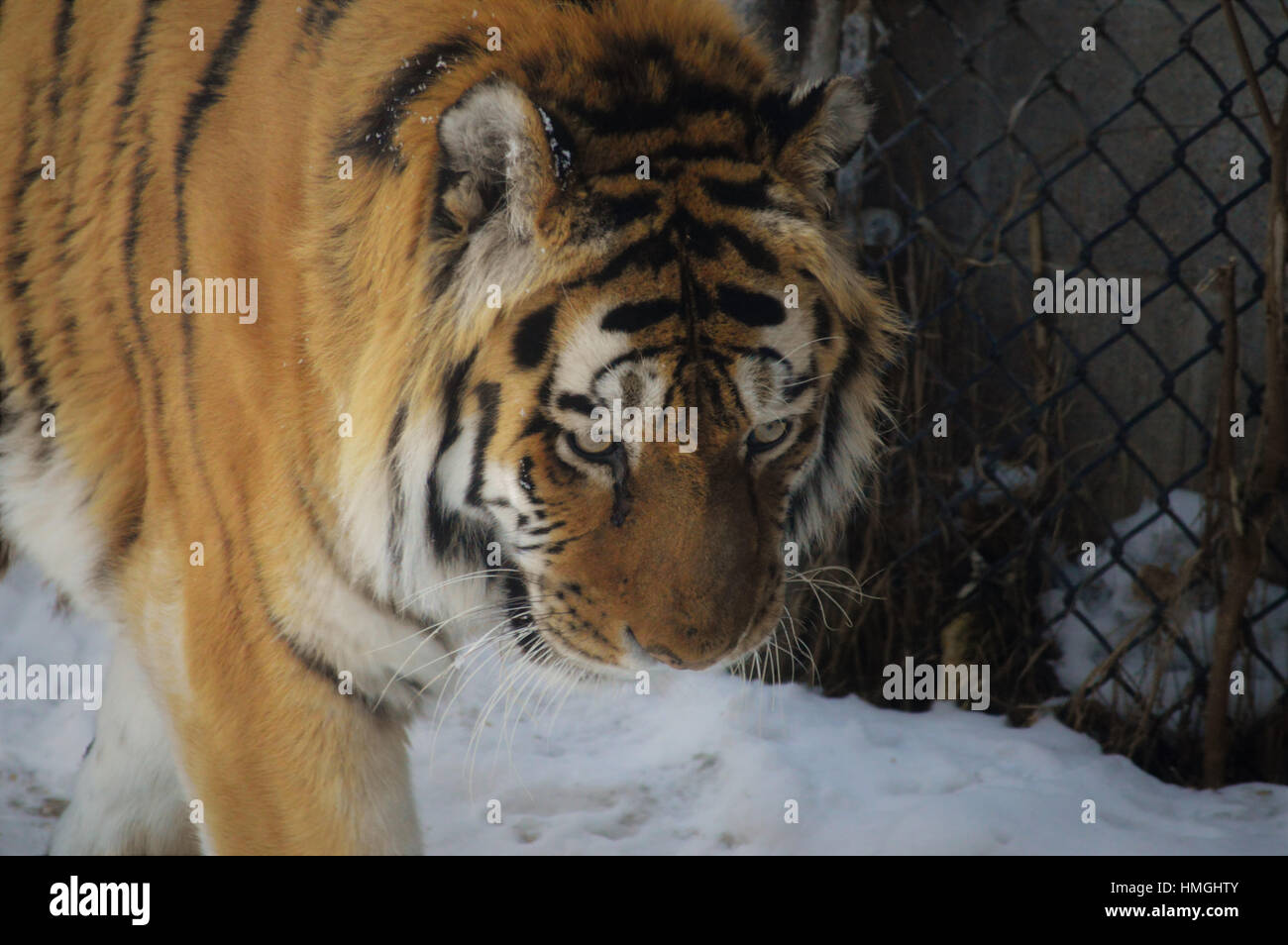 Tiger out in the snow Stock Photo - Alamy