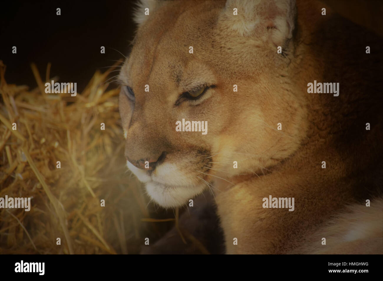 Close up of a puma Stock Photo - Alamy