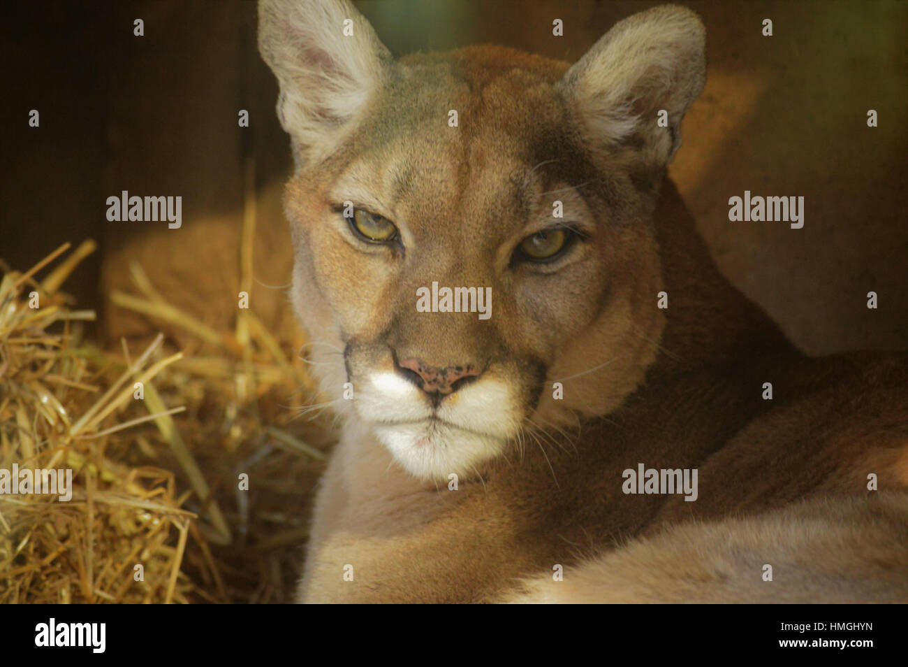 Close up of a puma staring straight ahead Stock Photo - Alamy