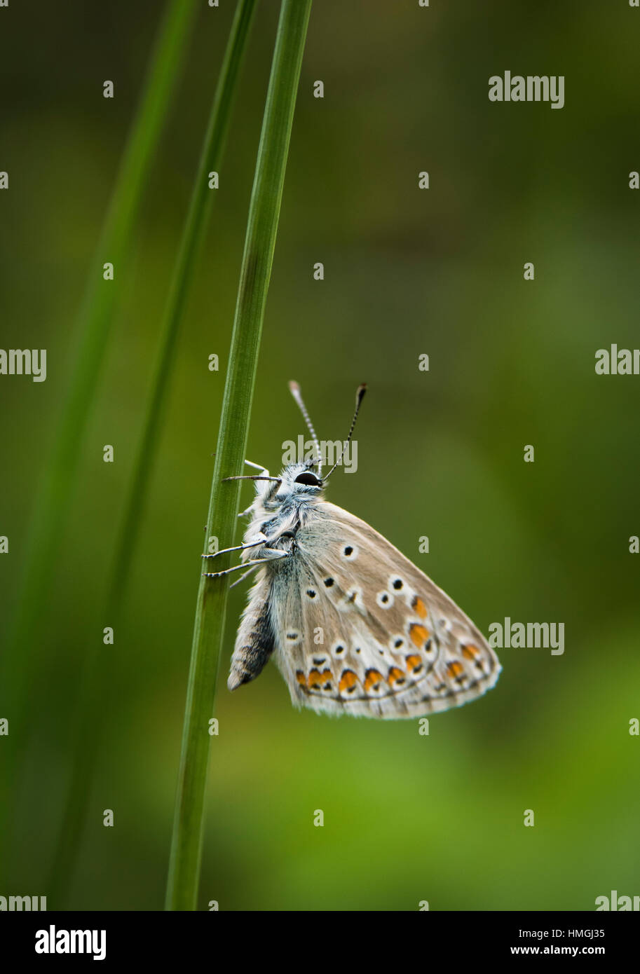 Common alpine butterfly hi-res stock photography and images - Alamy
