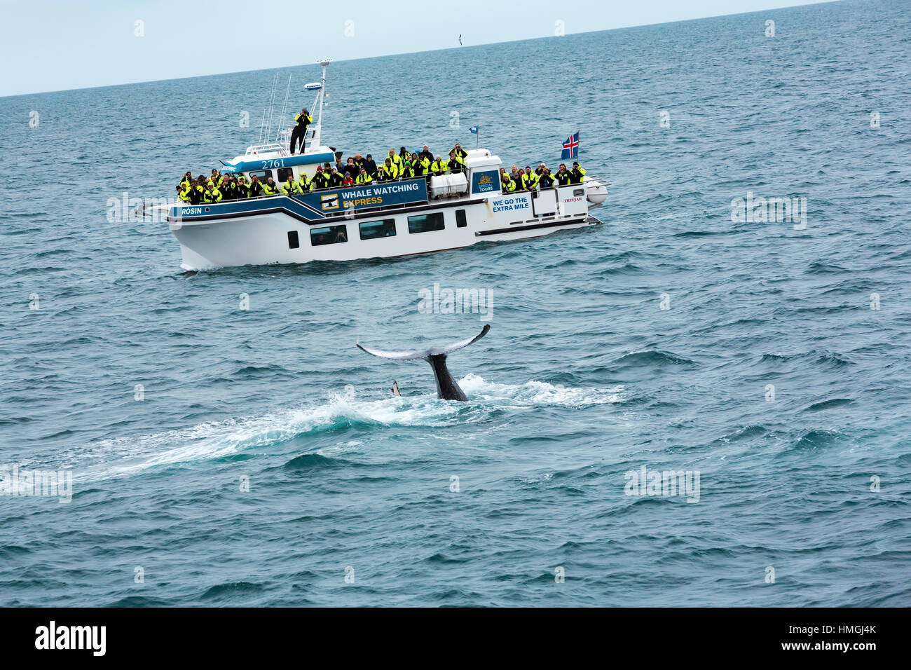 whale watcher boat looking at humpback whale tail fluke Stock Photo - Alamy