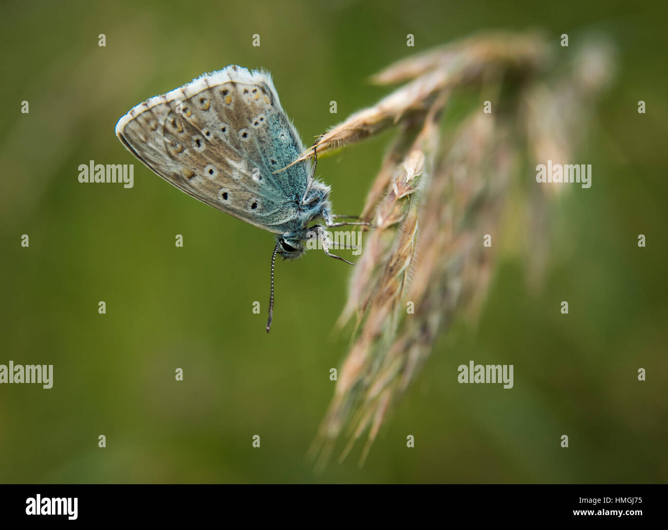 A rare white moth on grass Stock Photo - Alamy