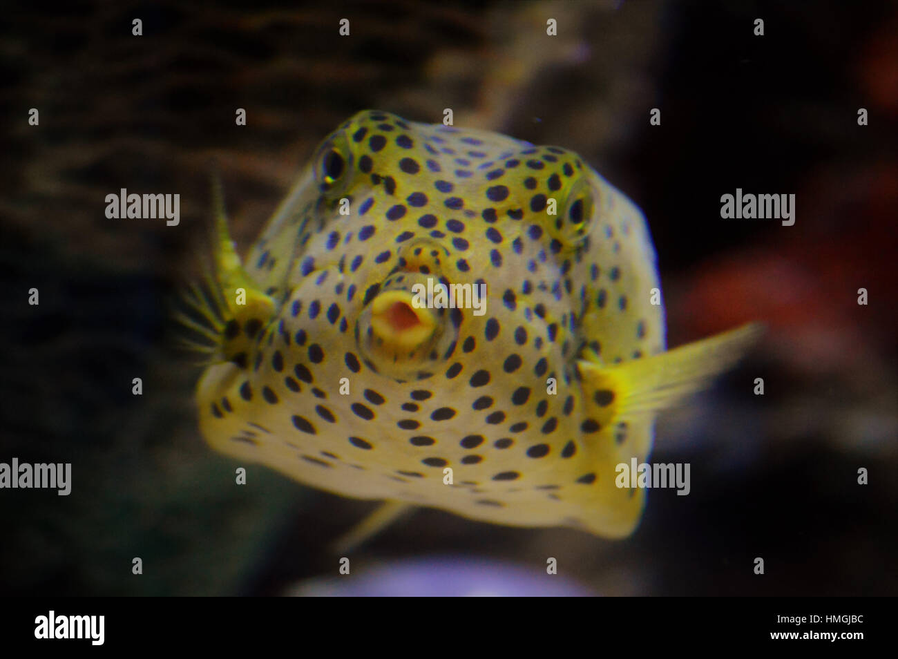 Red spots fish hi-res stock photography and images - Alamy