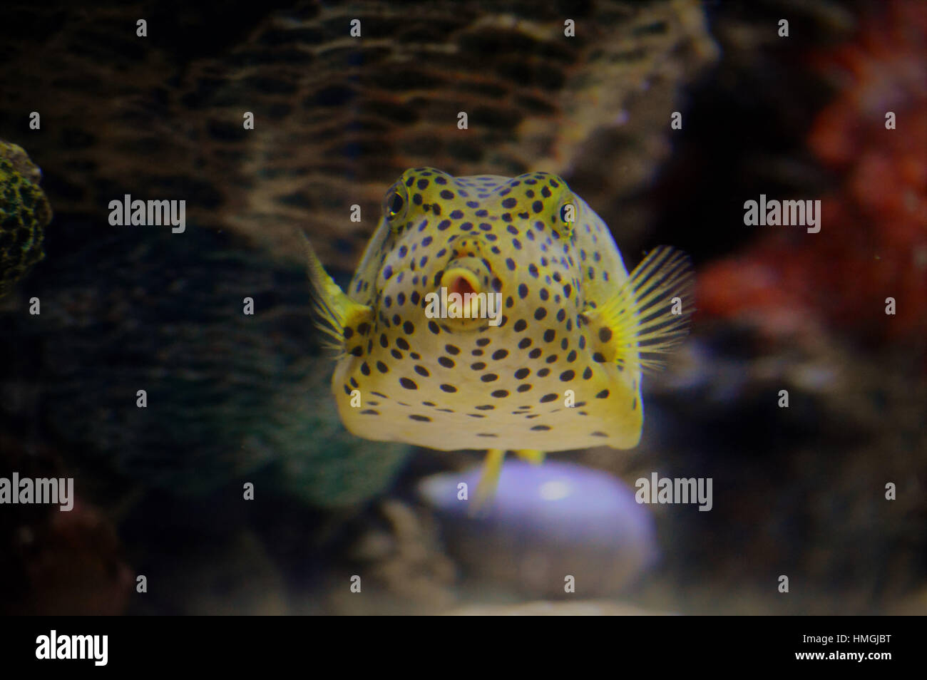 Box fish swimming in the tank Stock Photo - Alamy