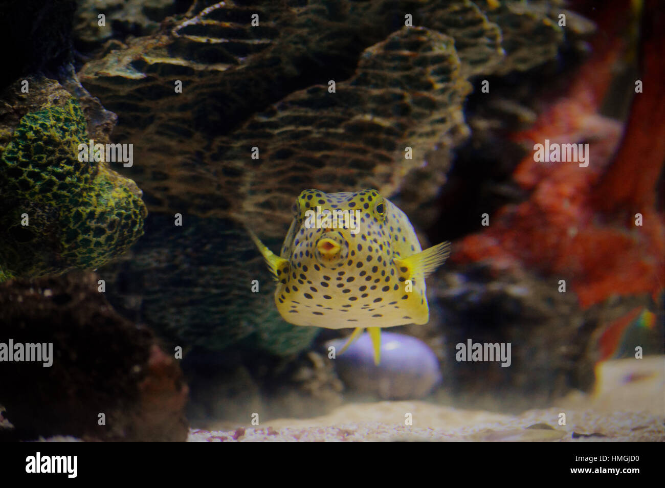 Box fish swimming in the tank Stock Photo - Alamy
