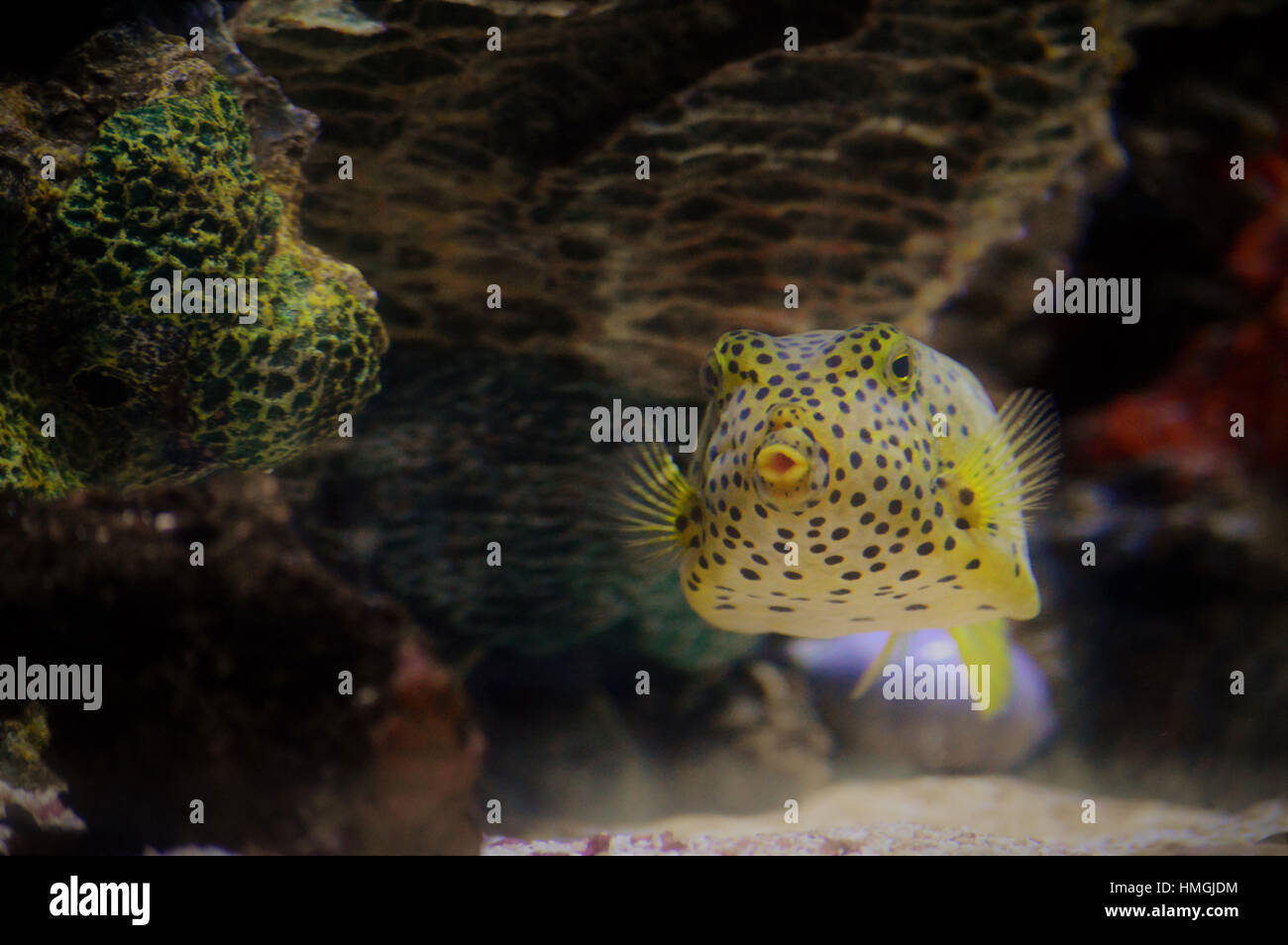 Box fish swimming in the tank Stock Photo - Alamy