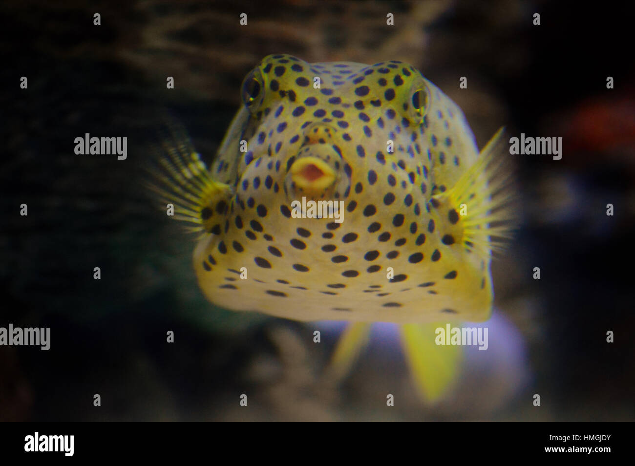 Box fish swimming in the tank Stock Photo - Alamy