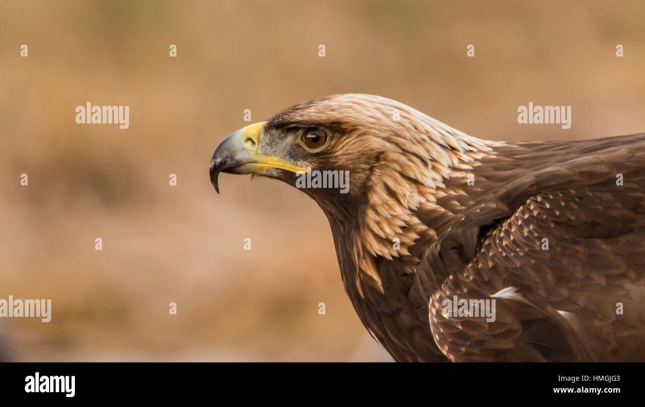 Golden eagles hi-res stock photography and images - Alamy