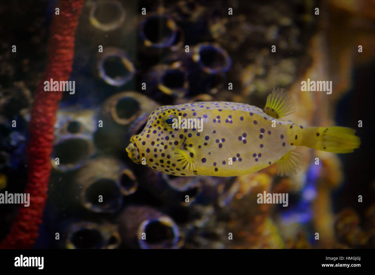 Box fish swimming in the tank Stock Photo - Alamy