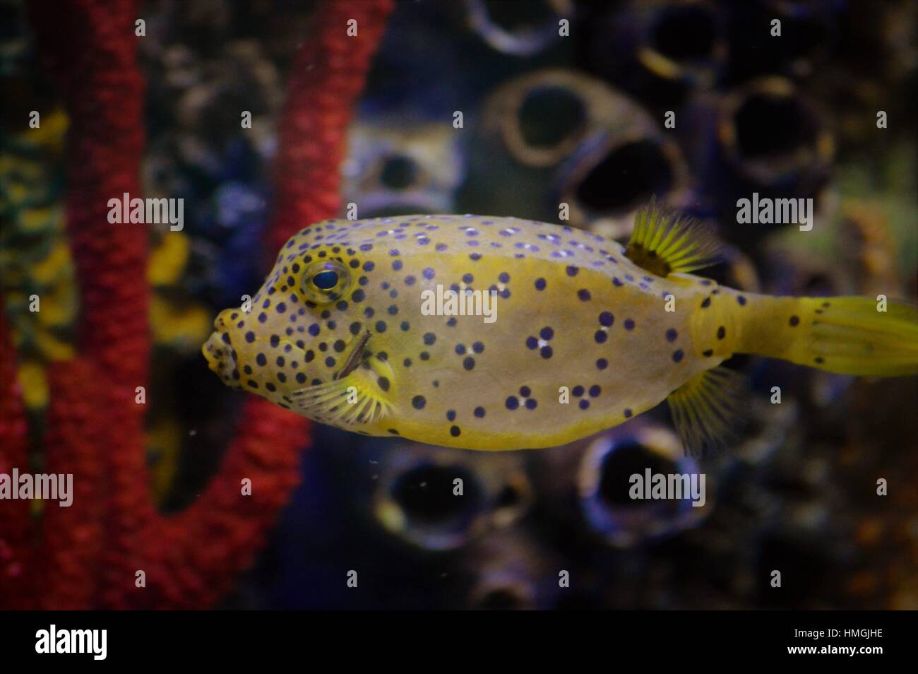 Box fish swimming in the tank Stock Photo - Alamy