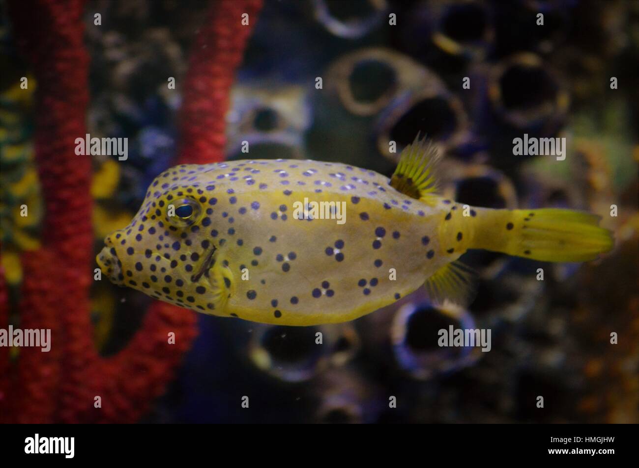 Box fish swimming in the tank Stock Photo - Alamy