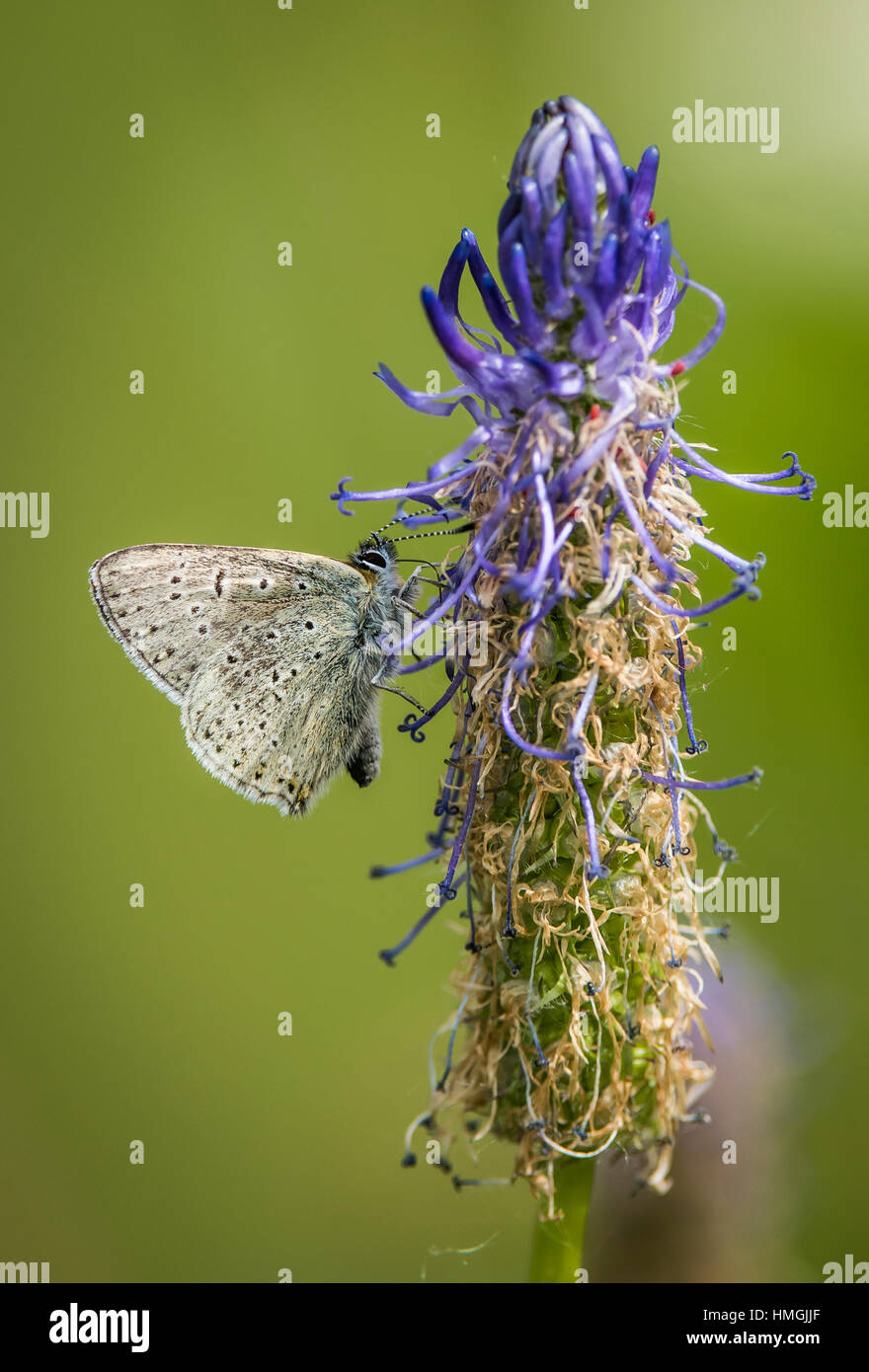 Rare white moth hi-res stock photography and images - Alamy