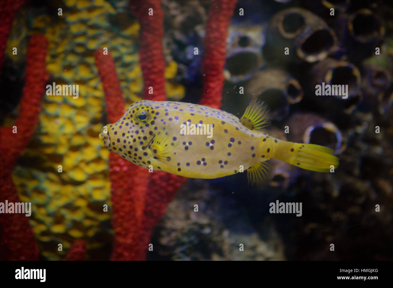 Box fish swimming in the tank Stock Photo - Alamy