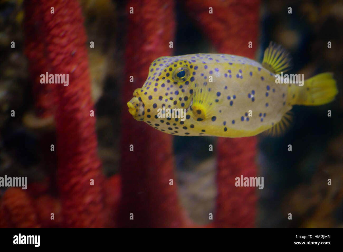 Box fish swimming in the tank Stock Photo - Alamy