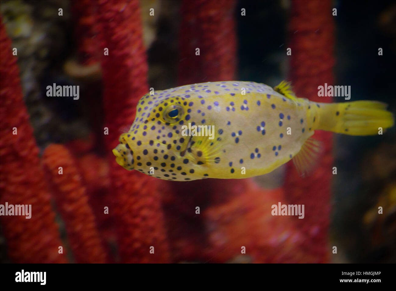 Box fish swimming in the tank Stock Photo - Alamy