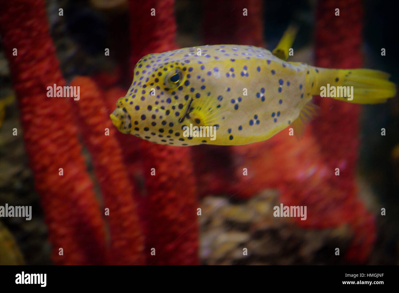 Box fish swimming in the tank Stock Photo - Alamy