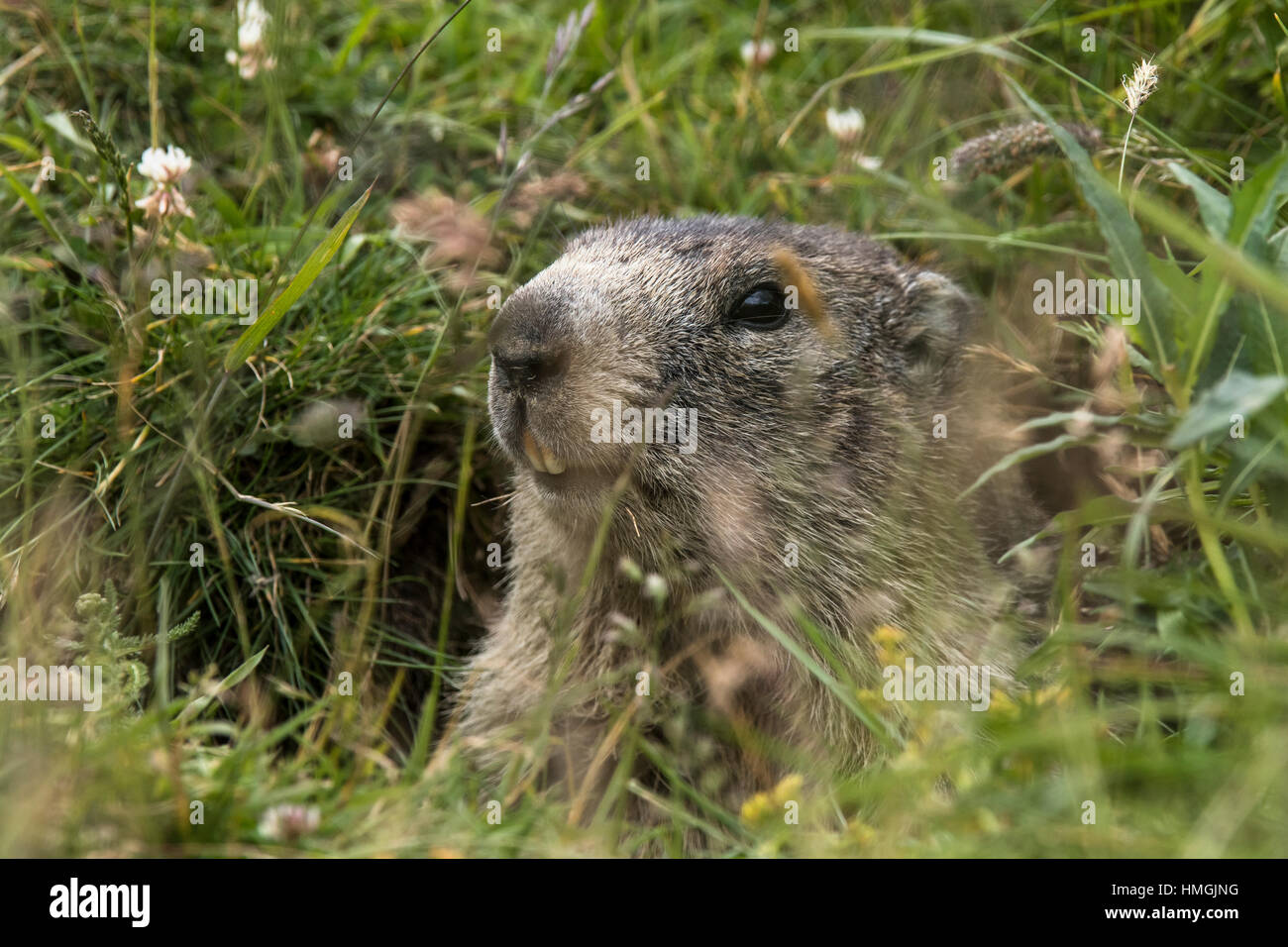 Common alpine butterfly hi-res stock photography and images - Alamy
