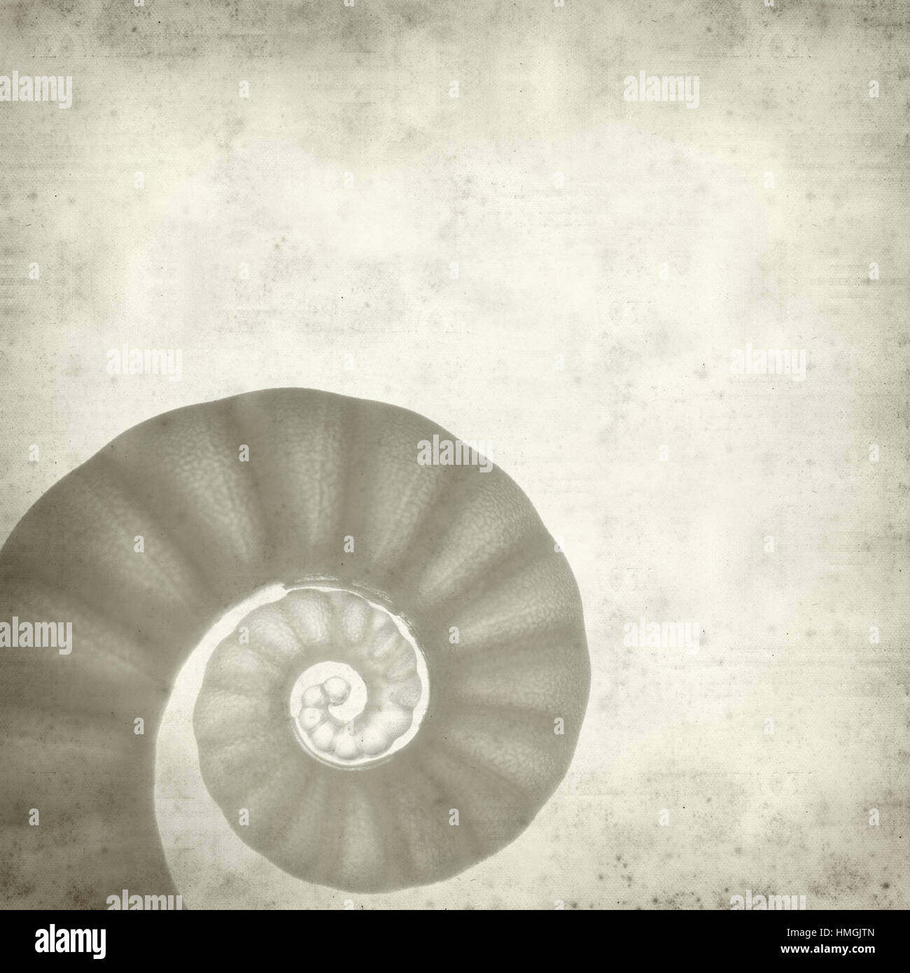textured old paper background with ram horn shell, Spirula Stock Photo ...