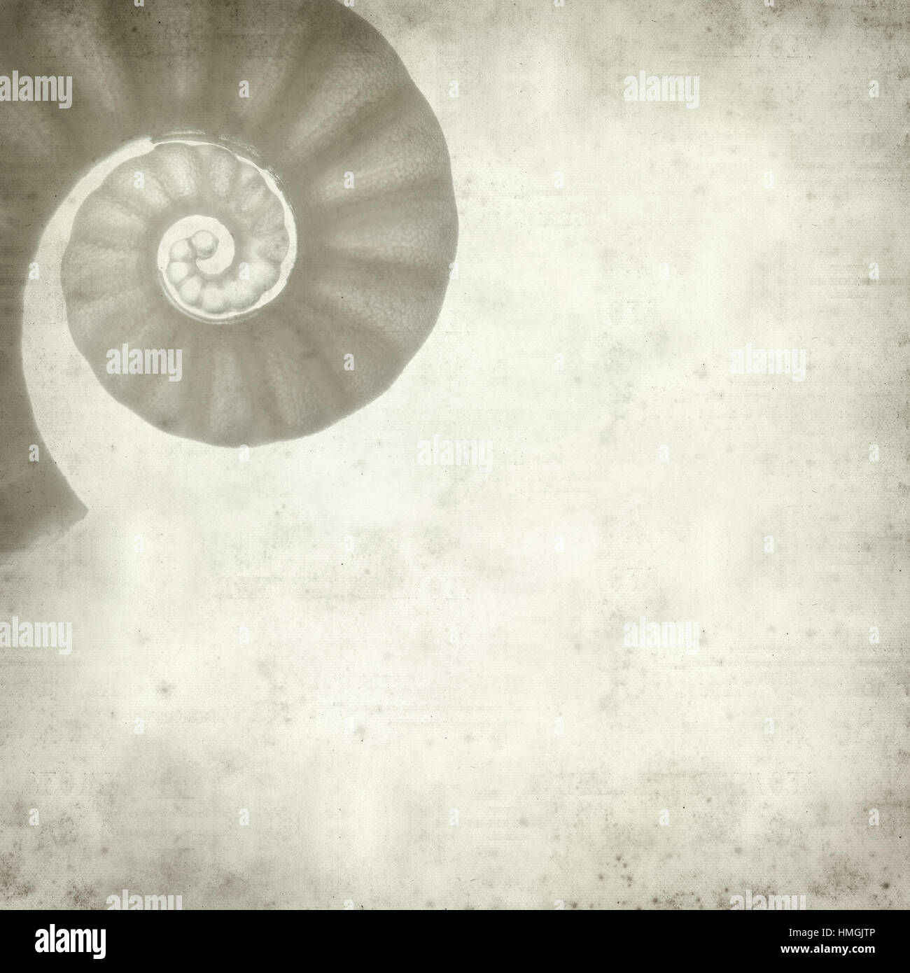 Rams horn squid shell hi-res stock photography and images - Alamy