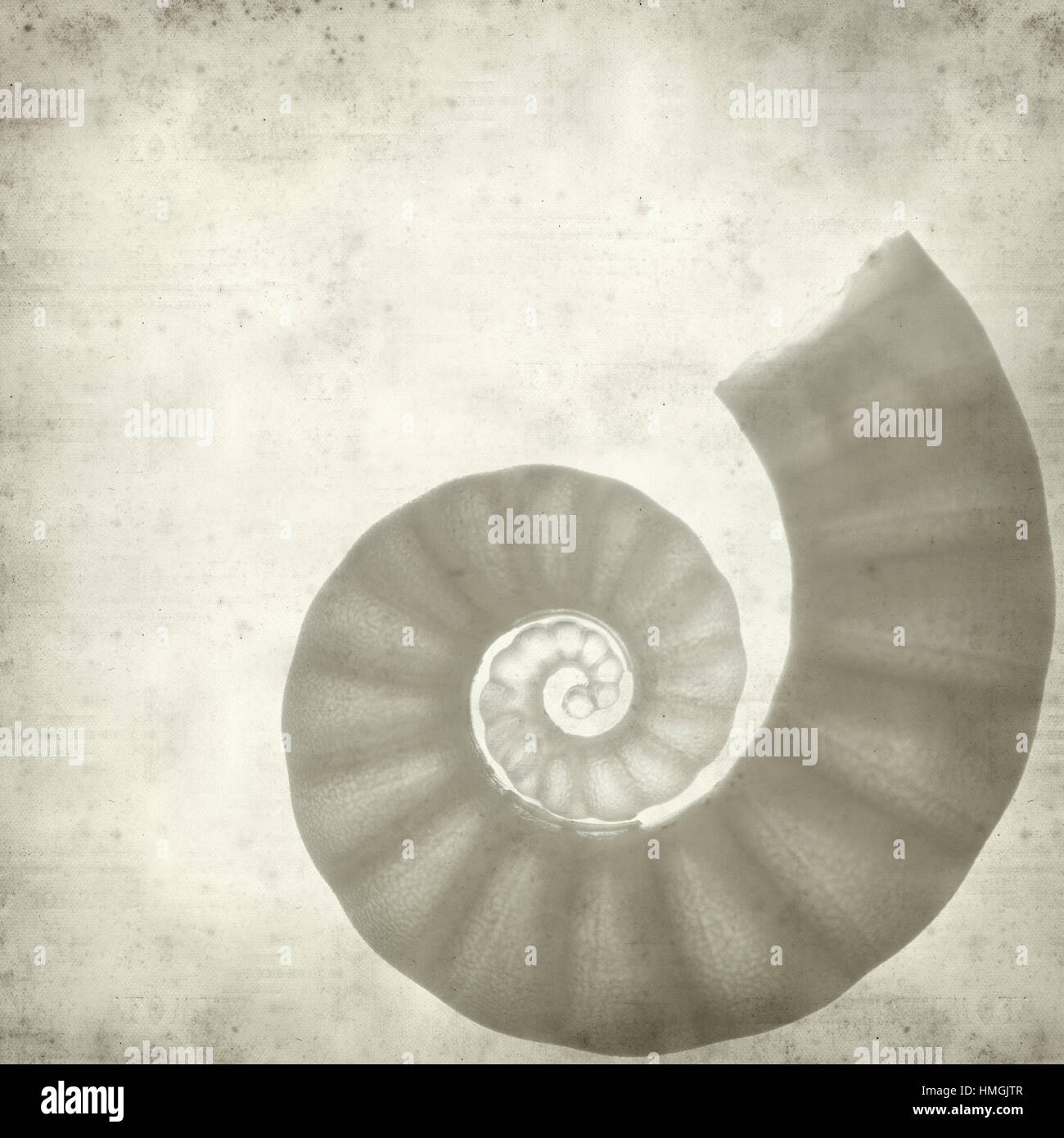 textured old paper background with ram horn shell, Spirula Stock Photo ...