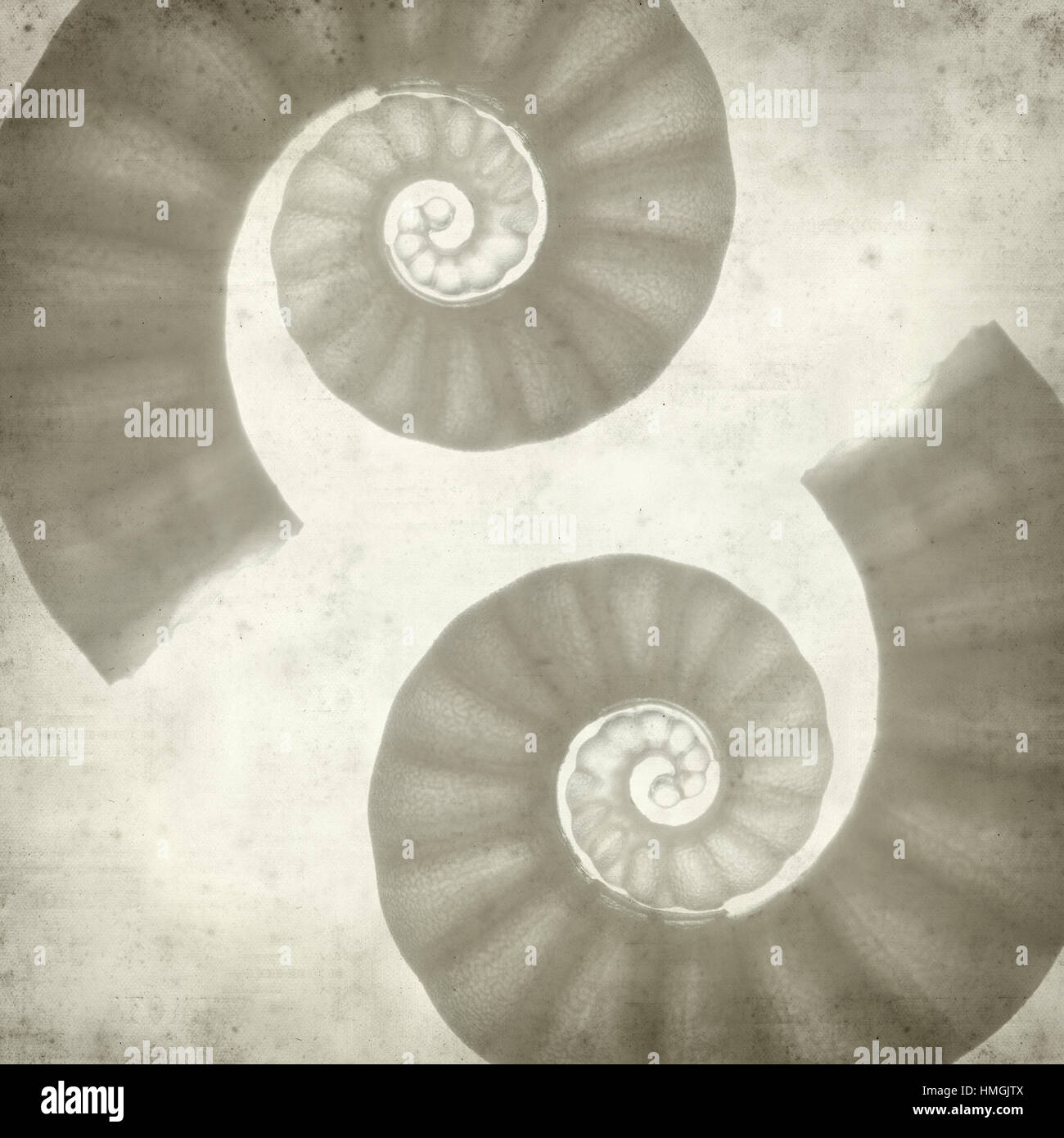 textured old paper background with ram horn shell, Spirula Stock Photo ...