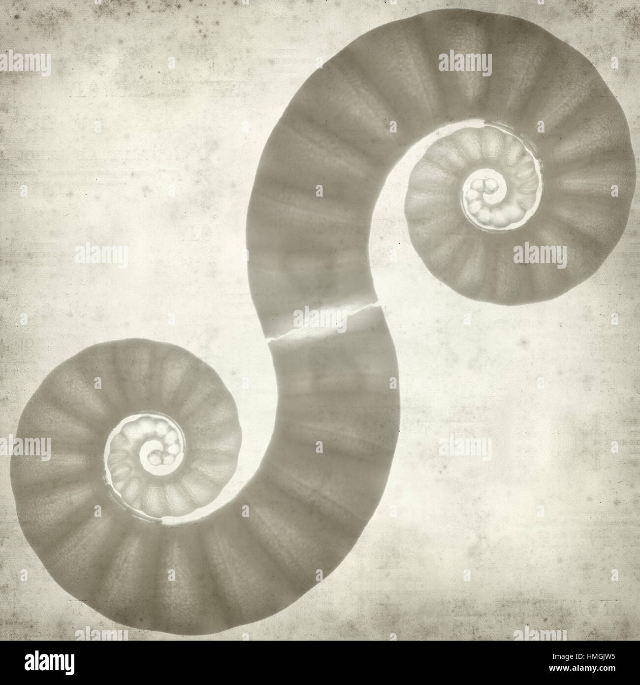 Spirula spirula shell hi-res stock photography and images - Alamy