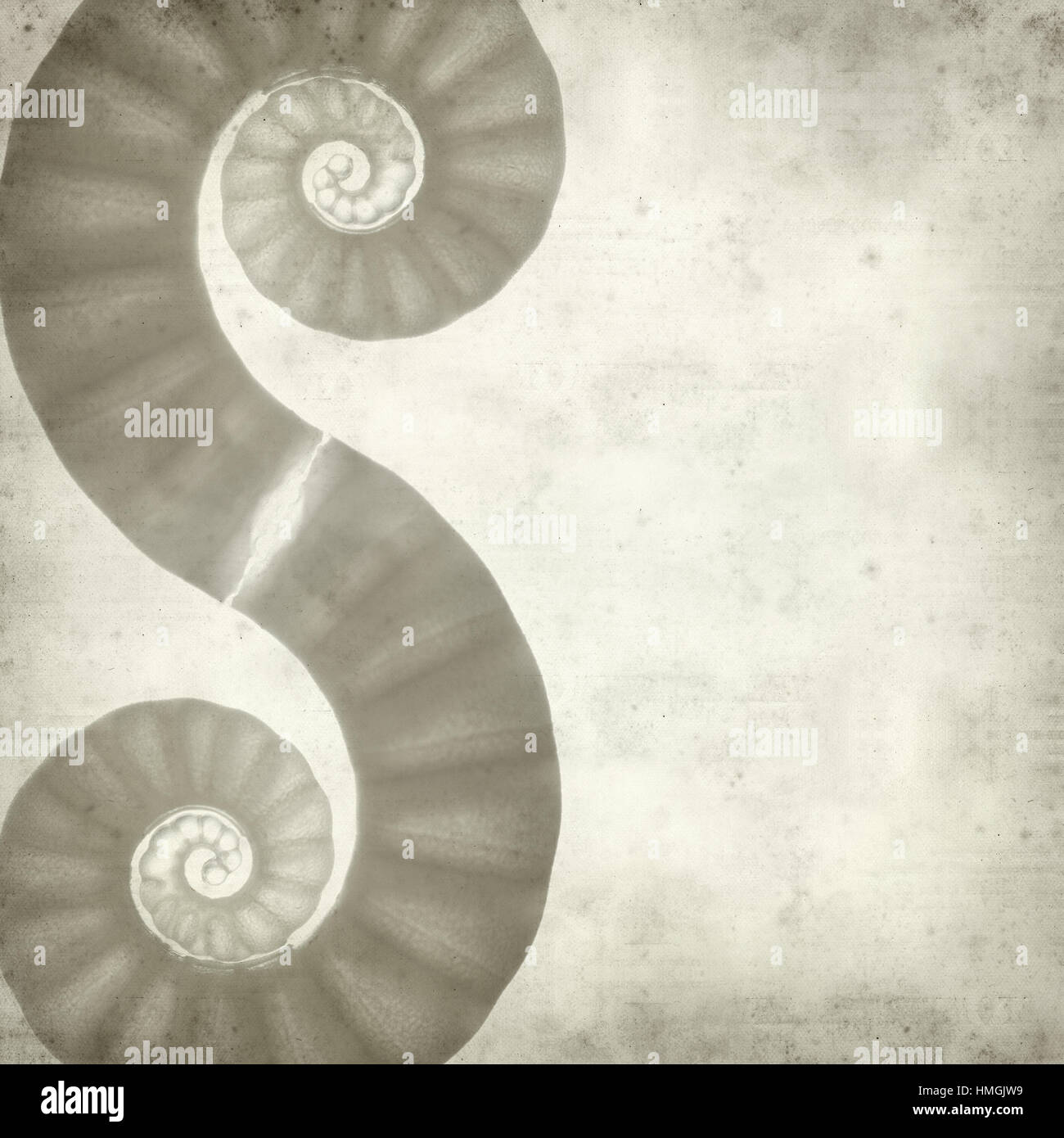 textured old paper background with ram horn shell, Spirula Stock Photo ...