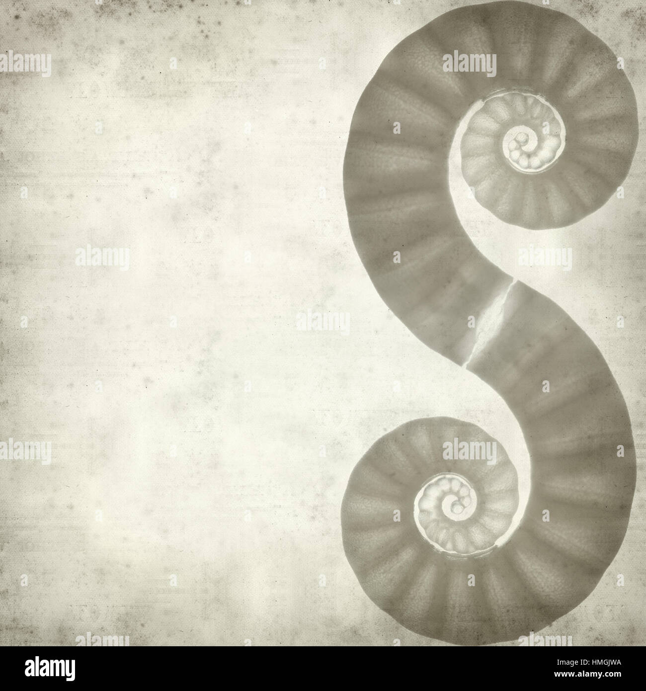 Ram’s horn squid hi-res stock photography and images - Alamy