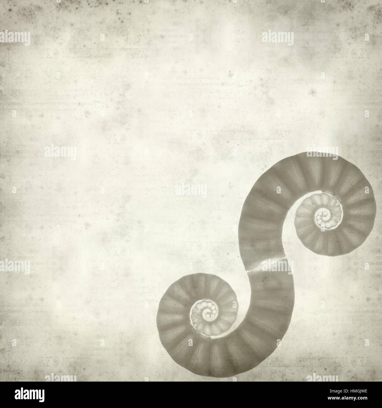 textured old paper background with ram horn shell, Spirula Stock Photo ...