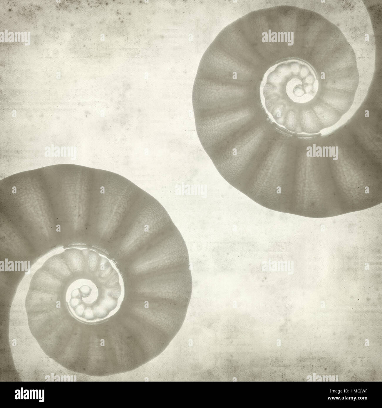 Rams horn squid shell hi-res stock photography and images - Alamy