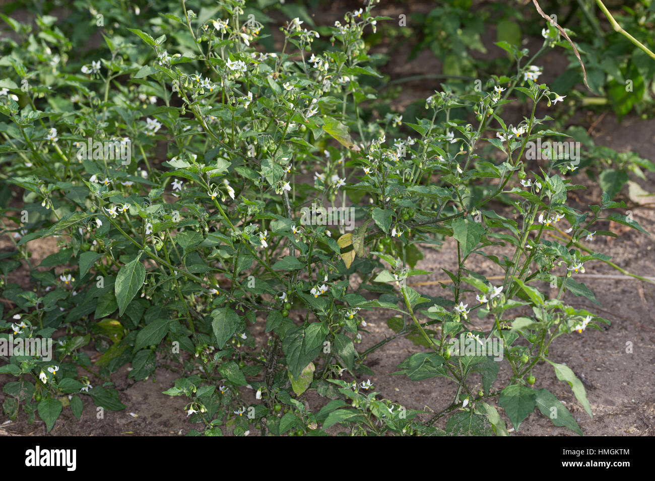 Schwarzer Nachtschatten, Blüten und Früchte, Solanum nigrum, Black ...
