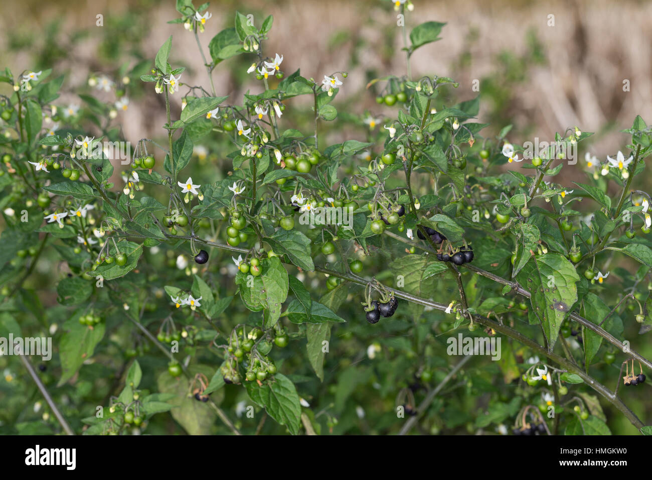Schwarzer Nachtschatten, Blüten und Früchte, Solanum nigrum, Black ...