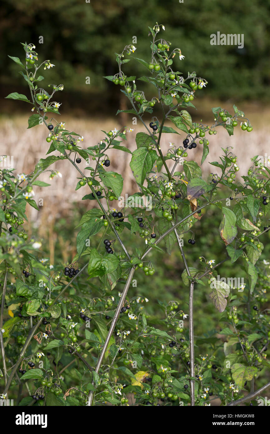 Schwarzer Nachtschatten, Blüten und Früchte, Solanum nigrum, Black ...