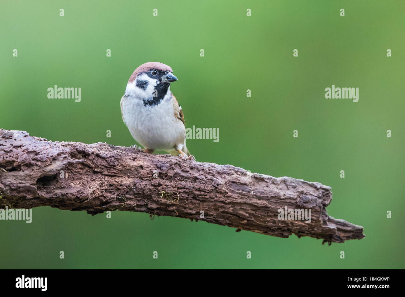Male sparrow characteristics hi-res stock photography and images - Alamy