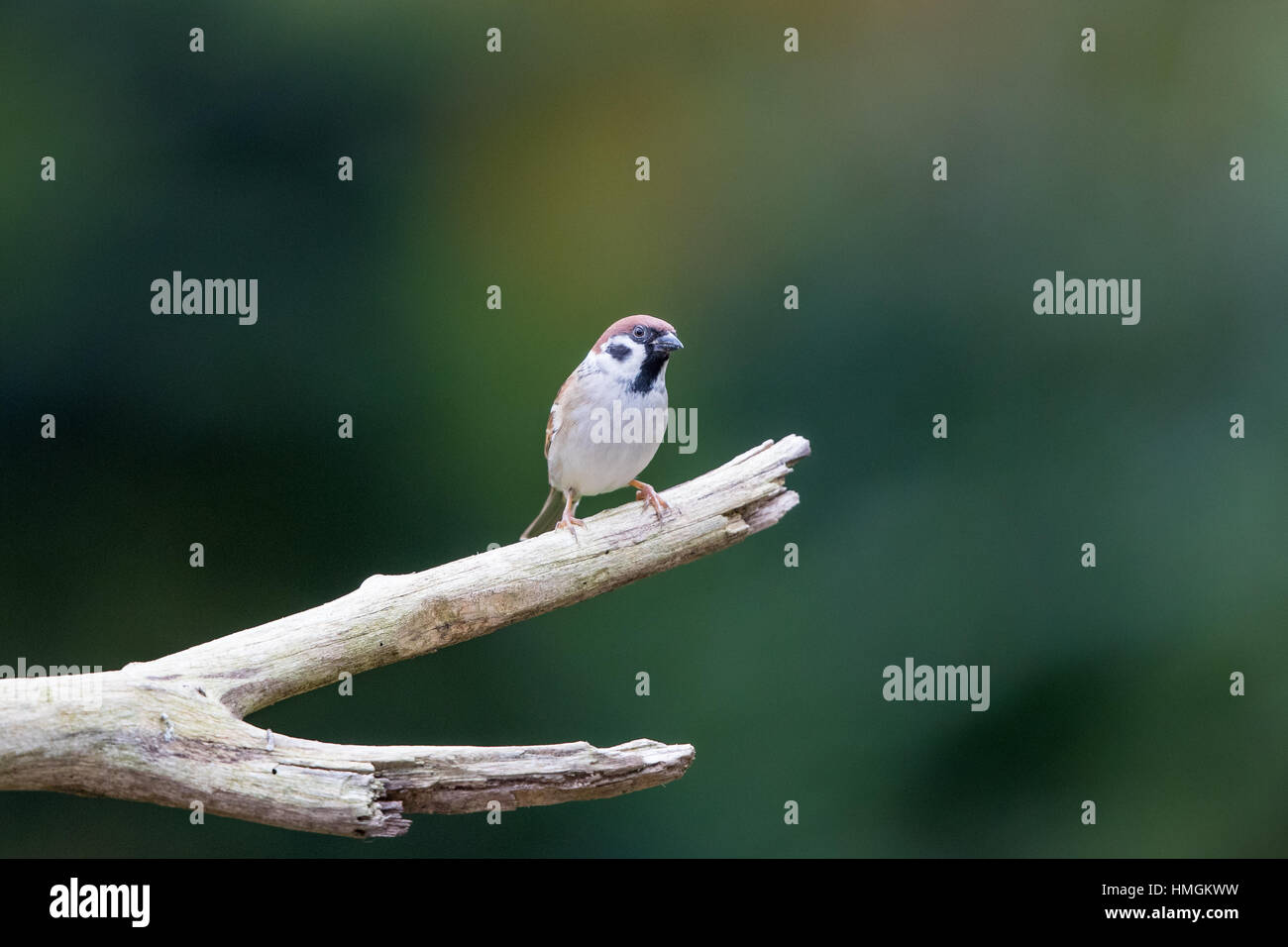 Male sparrow characteristics hi-res stock photography and images - Alamy