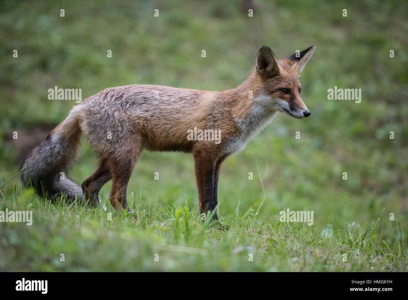 Poor fox hi-res stock photography and images - Alamy