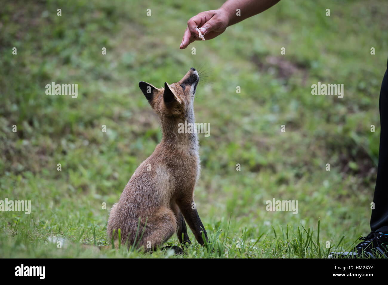 Red fox kid standing close too a human hand Stock Photo - Alamy